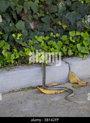 rattlesnake slithering along pavement road Stock Photo - Alamy