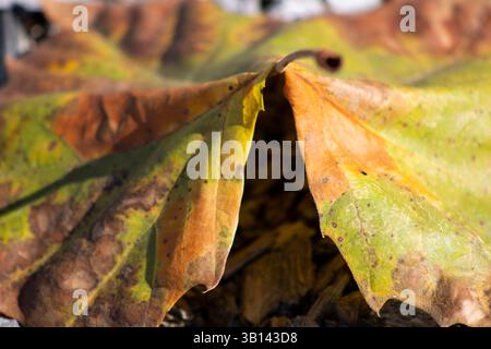 large leaf in shape of tent Stock Photo - Alamy