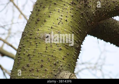 Closeup of spiked texture of a tree bark in a park, Uruguay, South ...