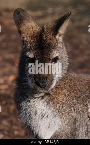 Australian native Animal, Swamp or Black Wallaby. Marsupial, in the ...