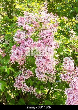 Littleleaf Lilac (Syringa microphylla) 'Superba' Stock Photo - Alamy