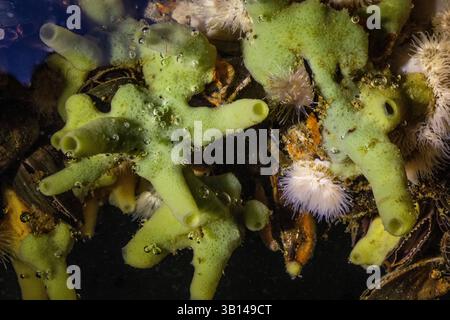Sponge, Halichondria spp., Port Orchard Marina, Washington State, USA ...