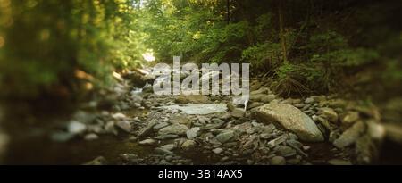 Panoramic forest, Catskill Mountains, Hunter, Greene County, New York ...