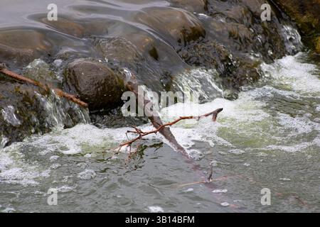 Fresh water rushing over rocks, Fraser's Hill, Malaysia Stock Photo - Alamy
