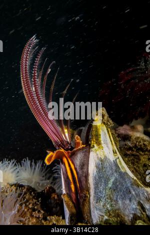 Giant Acorn Barnacle, Balanus nubilus, feeding in Bremerton Marina ...