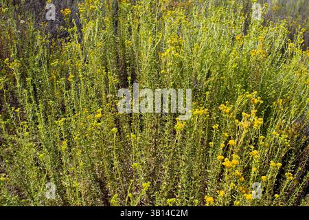 yellow flowers on desert bush Stock Photo - Alamy