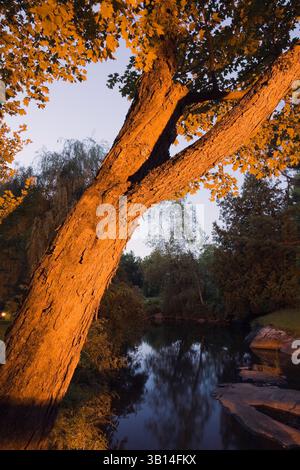Large illuminated Acer - Maple maple tree trunk next to small river in ...