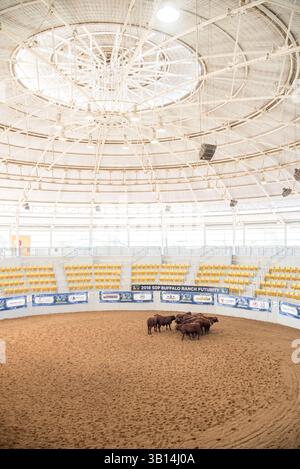 interior of AELEC arena Stock Photo - Alamy