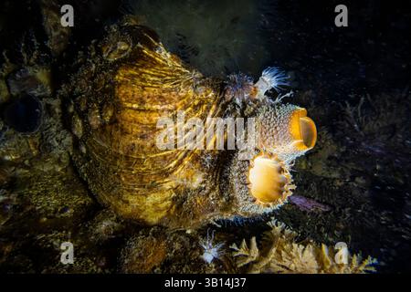 Northwest Ugly Clam, Entodesma navicula Stock Photo - Alamy