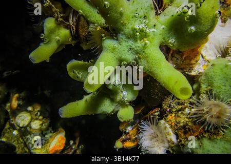 Sponge, Halichondria spp., Port Orchard Marina, Washington State, USA ...