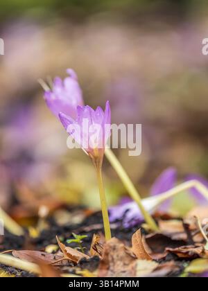Autumn purple crocuses bloomed above the ground. Close-up of a group of ...