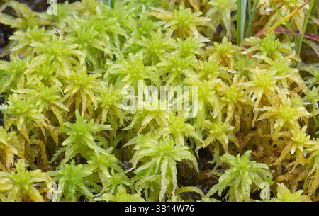 Lesser Cow-horn Bog-moss (Sphagnum inundatum Stock Photo - Alamy