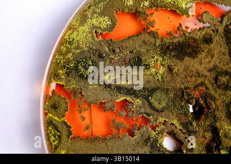 Fungal colony spreading across nutrient agar in petri dish Stock Photo ...