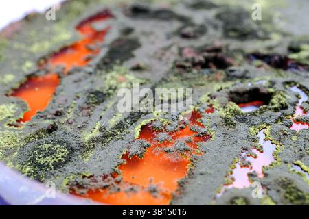 Fungal colony spreading across nutrient agar in petri dish Stock Photo ...