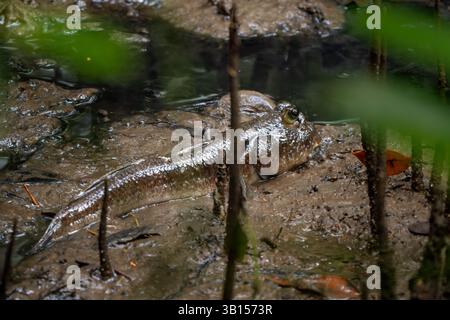 Giant Mudskipper - Periophthalmodon schlosseri, unique colored fish ...