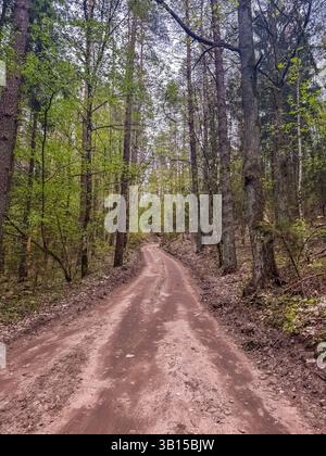 Lush forest in springtime. A photo of forest beauty in springtime Stock ...