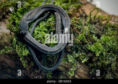 Xenodermus javanicus, also known as the dragon snake Stock Photo - Alamy