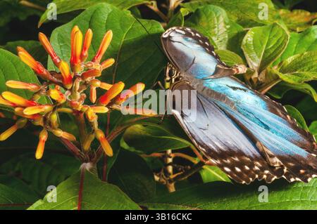 Peleides Blue Morpho (Morpho peleides limpida), La Paz Waterfall ...