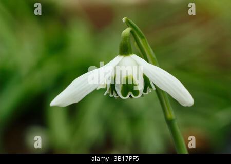 Galanthus 'Hippolyta' snowdrop, Greatorex double snowdrop with rounded ...