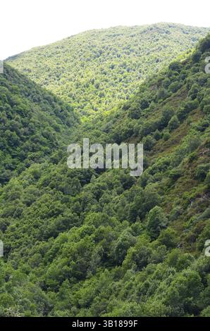 Deciduous forests in the Cantabrian Mountains range (Leon, Northern ...