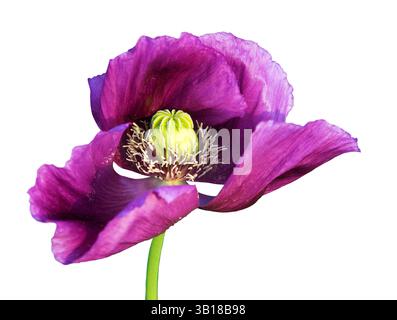 Closeup of a purple poppy on a dark green background Stock Photo - Alamy