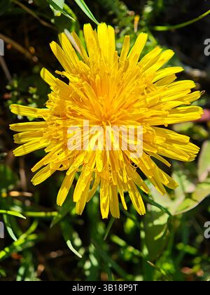 Yellow blooming dandelion in springtime flower meadow with green forest ...