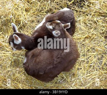 Thuringian Forest Goat, kid goat Stock Photo - Alamy