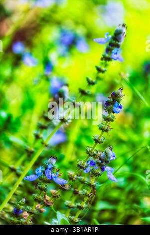 A garden pot of Coleus plants Stock Photo - Alamy