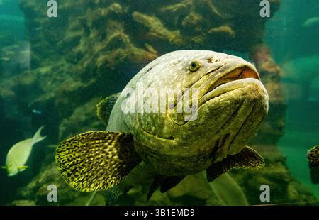 The Giant grouper fish in aquarium Stock Photo - Alamy