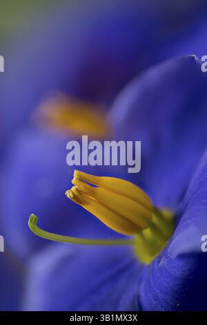 Close-up sportive athletic african-american male basketball player ...