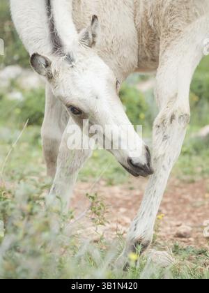 grooming half-wild cream foal. Israel Stock Photo - Alamy