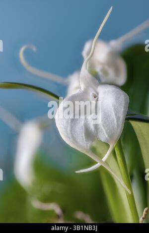 white flowers of blossoming orchid in spring Stock Photo - Alamy