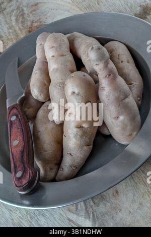 Bamberger Hoernla, also Bamberger Hoernchen, an old potato variety from ...