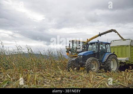 Farmers harvest a crop of maize for silage on a dairy farm in Westland ...