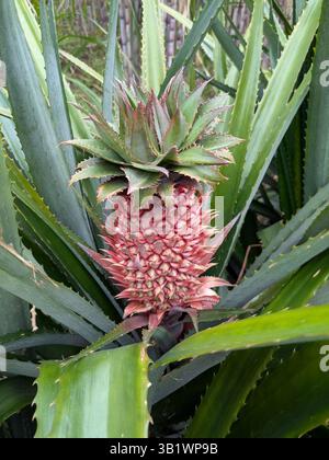 pineapple flower Botanical Garden Funchal Madeira Stock Photo - Alamy