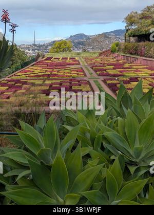 patterned lawn Botanical Garden Funchal Madeira Stock Photo - Alamy