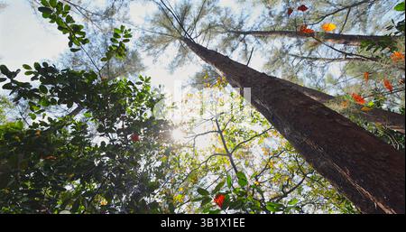 Reaching for the light- Sunlight filtering through the forest canopy ...