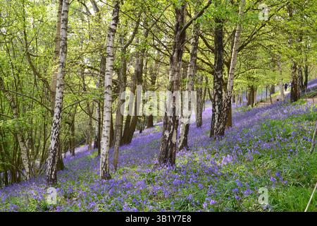 Gardens, Bromley on a sunny day in Summer. - Borough of Bromley, United ...