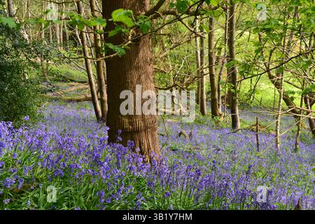 Gardens, Bromley on a sunny day in Summer. - Borough of Bromley, United ...