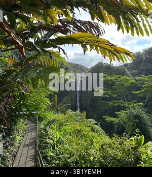Akaka Falls Big Island Hawaii USA Stock Photo - Alamy