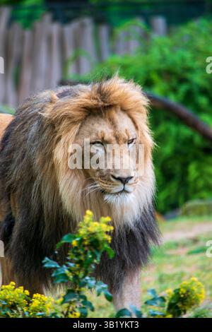There are many fascinating animals at the Berlin Zoo in Germany ...