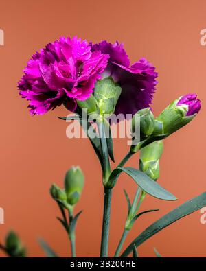 A stem and several textured, green leaves of common sage Salvia ...