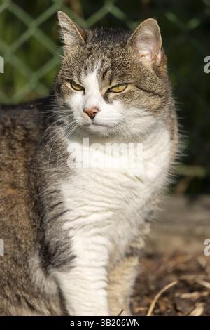Felidae (Felis catus) in the garden, Ternitz, Lower Austria, Austria ...