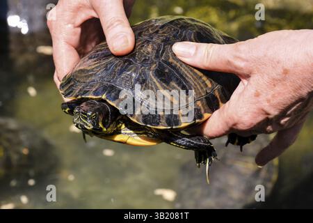 Photo picture Common turtle Slider Trachemys scripta animal reptile ...