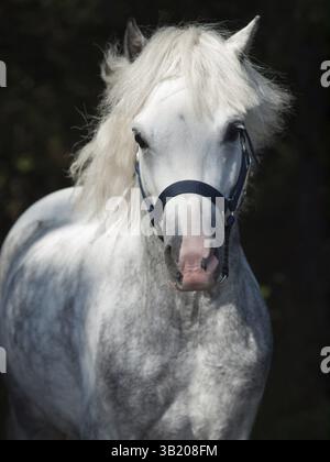 Portrait of running grey welsh pony at dark background Stock Photo - Alamy