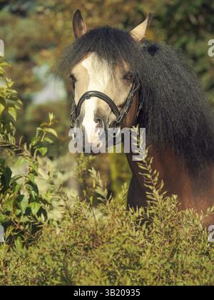 Welsh Ponies, Stallions, Welsh Pony in Cob Type, Section C, Welsh Cob ...