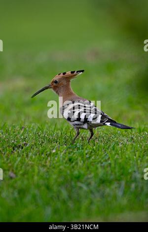Hoopoe (Upupa epops) is a diurnal bird belonging to the Upupidae family ...