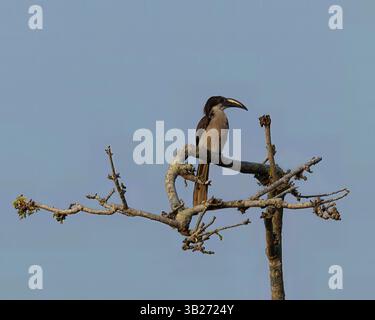 The Sri Lanka grey hornbill - gingalensis, is a bird in the hornbill ...