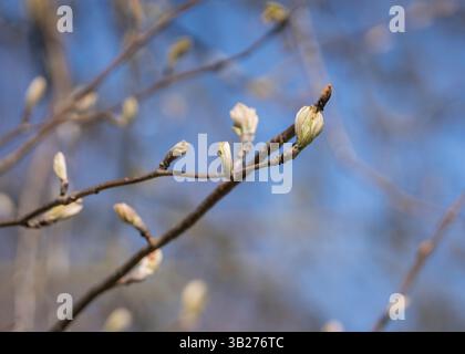 young foliage of mountain ash on the background of the blue sky, a tree ...