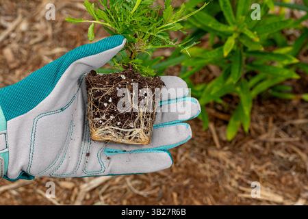 Flower root ball with roots that are rootbound. Wildflower garden ...
